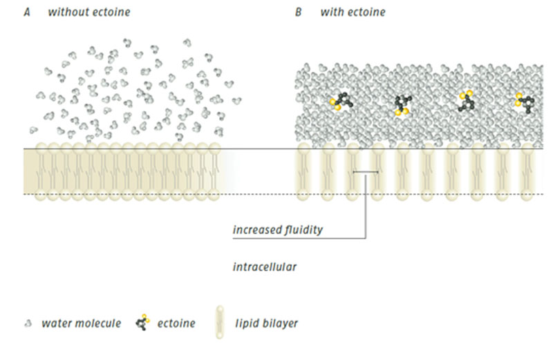 Ectoin พลังแห่งความชุ่มฉ่ำจากแพลงตอนแอนตาร์กติก | บริษัท เฟิร์สชาร์ม ...