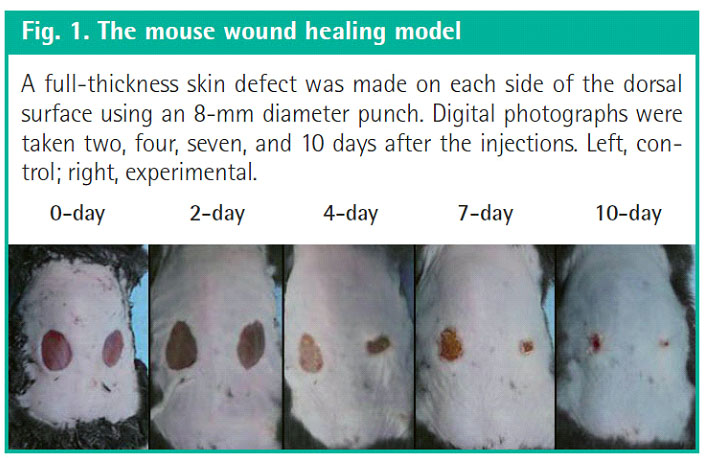 Rose Placenta Extract สารสกัดจากรกกุหลาบบัลแกเรีย | บริษัท เฟิร์สชาร์ม ...