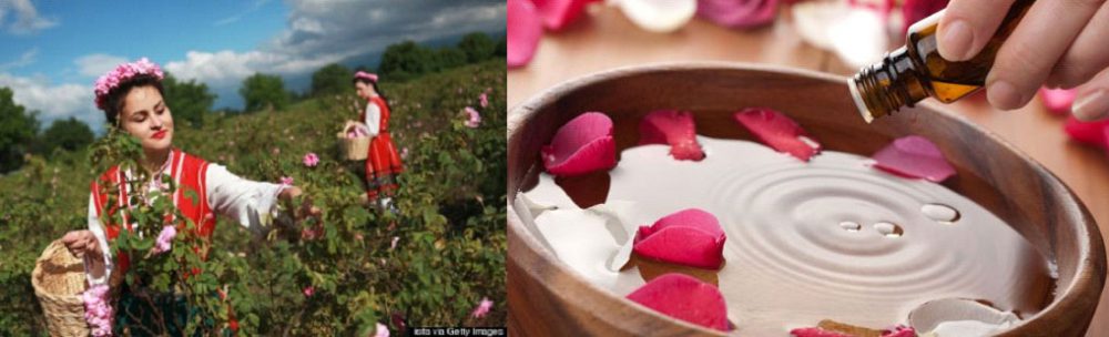 Rose Placenta Extract สารสกัดจากรกกุหลาบบัลแกเรีย | บริษัท เฟิร์สชาร์ม ...