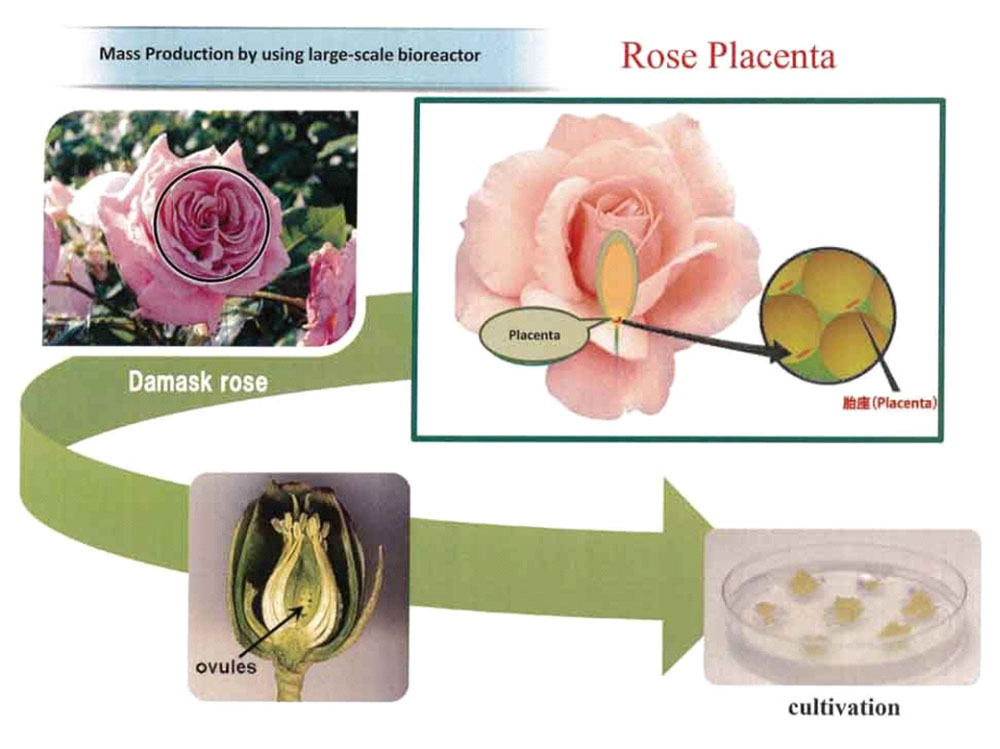 Rose Placenta Extract สารสกัดจากรกกุหลาบบัลแกเรีย | บริษัท เฟิร์สชาร์ม ...