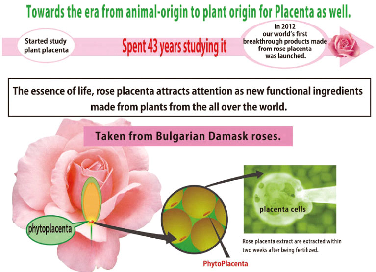 Rose Placenta Extract สารสกัดจากรกกุหลาบบัลแกเรีย | บริษัท เฟิร์สชาร์ม ...