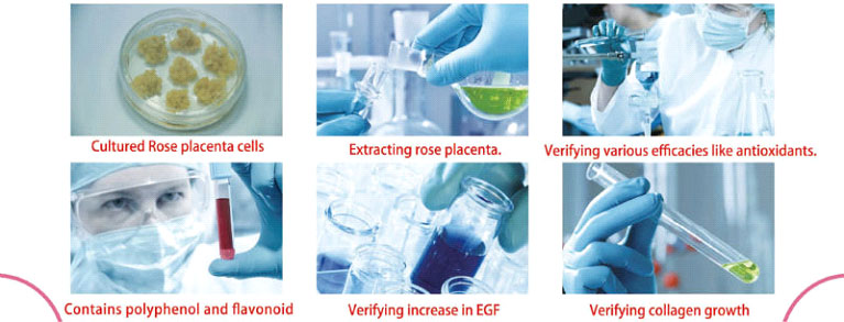 Rose Placenta Extract สารสกัดจากรกกุหลาบบัลแกเรีย | บริษัท เฟิร์สชาร์ม ...